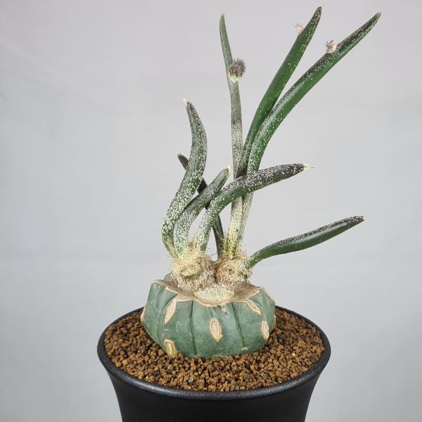 画像は一例です。植物ですので個体差があります。見計らいでのお届けとなります。苗の指定は出来ませんのでご了承下さい。植物名は弊園へ導入時のものです。状態は変化することがあります。生育に問題のない状態の変化（身割れ、葉の変色・落葉、花の老け・落...