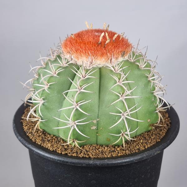 画像は一例です。植物ですので個体差があります。見計らいでのお届けとなります。苗の指定は出来ませんのでご了承下さい。植物名は弊園へ導入時のものです。状態は変化することがあります。生育に問題のない状態の変化（身割れ、葉の変色・落葉、花の老け・落...