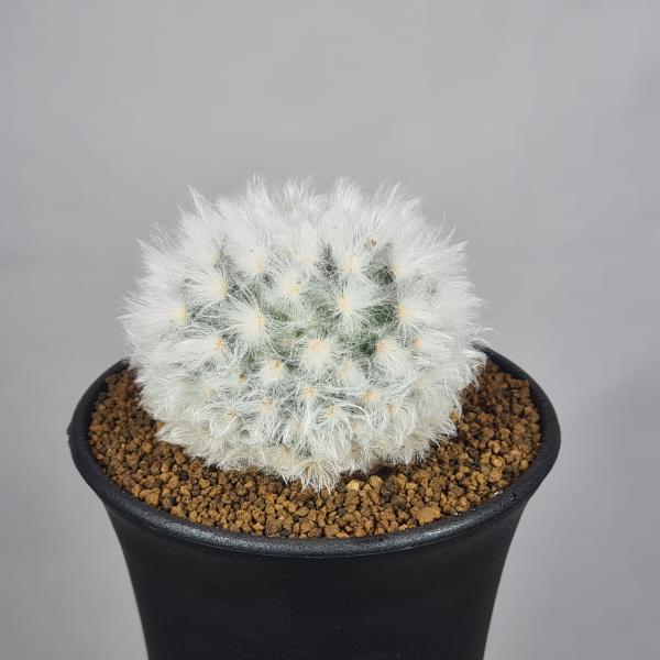 画像は一例です。植物ですので個体差があります。見計らいでのお届けとなります。苗の指定は出来ませんのでご了承下さい。植物名は弊園へ導入時のものです。状態は変化することがあります。生育に問題のない状態の変化（身割れ、葉の変色・落葉、花の老け・落...