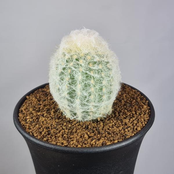 画像は一例です。植物ですので個体差があります。見計らいでのお届けとなります。苗の指定は出来ませんのでご了承下さい。植物名は弊園へ導入時のものです。状態は変化することがあります。生育に問題のない状態の変化（身割れ、葉の変色・落葉、花の老け・落...