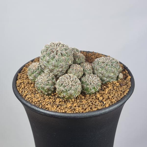 画像は一例です。植物ですので個体差があります。見計らいでのお届けとなります。苗の指定は出来ませんのでご了承下さい。植物名は弊園へ導入時のものです。状態は変化することがあります。生育に問題のない状態の変化（身割れ、葉の変色・落葉、花の老け・落...