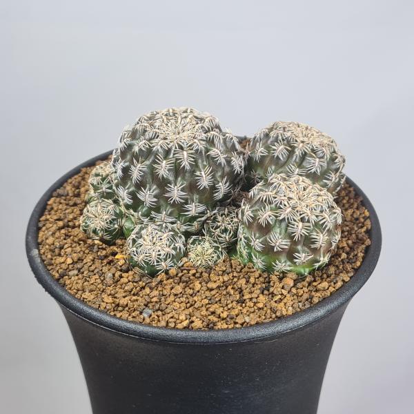 画像は一例です。植物ですので個体差があります。見計らいでのお届けとなります。苗の指定は出来ませんのでご了承下さい。植物名は弊園へ導入時のものです。状態は変化することがあります。生育に問題のない状態の変化（身割れ、葉の変色・落葉、花の老け・落...