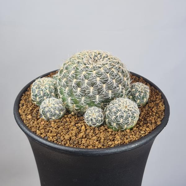 画像は一例です。植物ですので個体差があります。見計らいでのお届けとなります。苗の指定は出来ませんのでご了承下さい。植物名は弊園へ導入時のものです。状態は変化することがあります。生育に問題のない状態の変化（身割れ、葉の変色・落葉、花の老け・落...