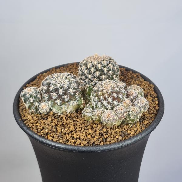 画像は一例です。植物ですので個体差があります。見計らいでのお届けとなります。苗の指定は出来ませんのでご了承下さい。植物名は弊園へ導入時のものです。状態は変化することがあります。生育に問題のない状態の変化（身割れ、葉の変色・落葉、花の老け・落...