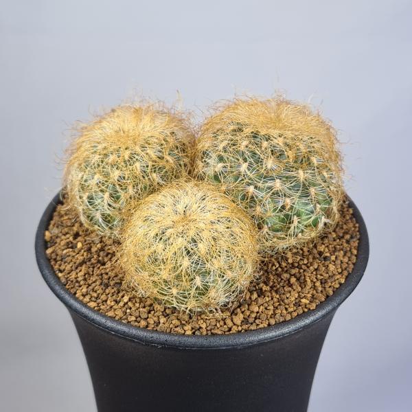 画像は一例です。植物ですので個体差があります。見計らいでのお届けとなります。苗の指定は出来ませんのでご了承下さい。植物名は弊園へ導入時のものです。状態は変化することがあります。生育に問題のない状態の変化（身割れ、葉の変色・落葉、花の老け・落...