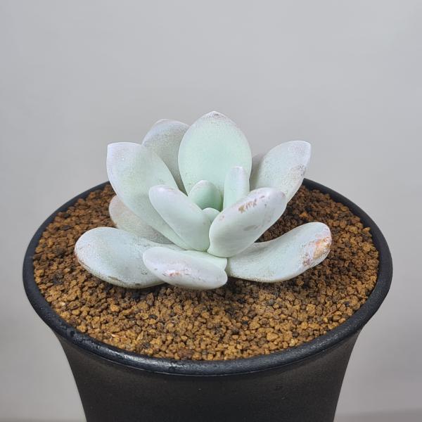 画像は一例です。植物ですので個体差があります。見計らいでのお届けとなります。苗の指定は出来ませんのでご了承下さい。植物名は弊園へ導入時のものです。状態は変化することがあります。生育に問題のない状態の変化（身割れ、葉の変色・落葉、花の老け・落...