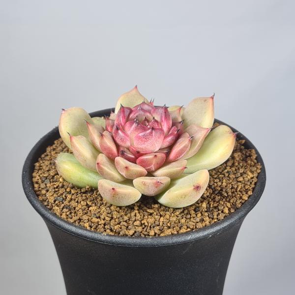 画像は一例です。植物ですので個体差があります。見計らいでのお届けとなります。苗の指定は出来ませんのでご了承下さい。植物名は弊園へ導入時のものです。状態は変化することがあります。生育に問題のない状態の変化（身割れ、葉の変色・落葉、花の老け・落...