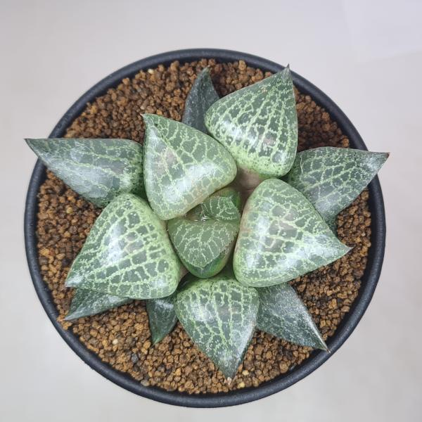 画像は一例です。植物ですので個体差があります。見計らいでのお届けとなります。苗の指定は出来ませんのでご了承下さい。植物名は弊園へ導入時のものです。状態は変化することがあります。生育に問題のない状態の変化（身割れ、葉の変色・落葉、花の老け・落...