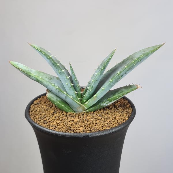 画像は一例です。植物ですので個体差があります。見計らいでのお届けとなります。苗の指定は出来ませんのでご了承下さい。植物名は弊園へ導入時のものです。状態は変化することがあります。生育に問題のない状態の変化（身割れ、葉の変色・落葉、花の老け・落...