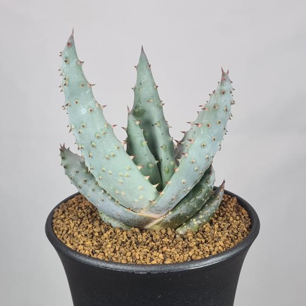 画像は一例です。植物ですので個体差があります。見計らいでのお届けとなります。苗の指定は出来ませんのでご了承下さい。植物名は弊園へ導入時のものです。状態は変化することがあります。生育に問題のない状態の変化（身割れ、葉の変色・落葉、花の老け・落...