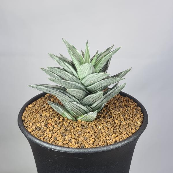 画像は一例です。植物ですので個体差があります。見計らいでのお届けとなります。苗の指定は出来ませんのでご了承下さい。植物名は弊園へ導入時のものです。状態は変化することがあります。生育に問題のない状態の変化（身割れ、葉の変色・落葉、花の老け・落...