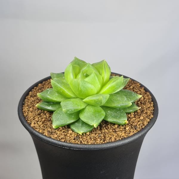 画像は一例です。植物ですので個体差があります。見計らいでのお届けとなります。苗の指定は出来ませんのでご了承下さい。植物名は弊園へ導入時のものです。状態は変化することがあります。生育に問題のない状態の変化（身割れ、葉の変色・落葉、花の老け・落...