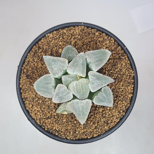 画像は一例です。植物ですので個体差があります。見計らいでのお届けとなります。苗の指定は出来ませんのでご了承下さい。植物名は弊園へ導入時のものです。状態は変化することがあります。生育に問題のない状態の変化（身割れ、葉の変色・落葉、花の老け・落...