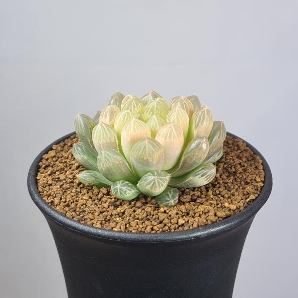 画像は一例です。植物ですので個体差があります。こちらの商品は特に季節・個体により色の差があります。見計らいでのお届けとなります。苗の指定は出来ませんのでご了承下さい。植物名は弊園へ導入時のものです。状態は変化することがあります。生育に問題の...