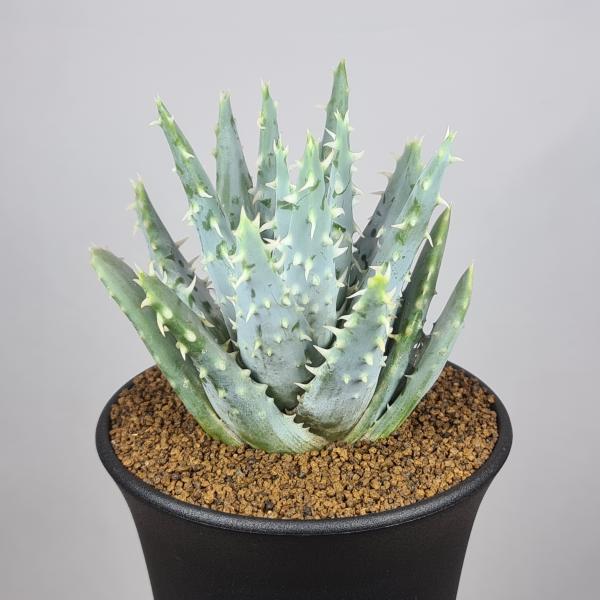 画像は一例です。植物ですので個体差があります。見計らいでのお届けとなります。苗の指定は出来ませんのでご了承下さい。植物名は弊園へ導入時のものです。状態は変化することがあります。生育に問題のない状態の変化（身割れ、葉の変色・落葉、花の老け・落...