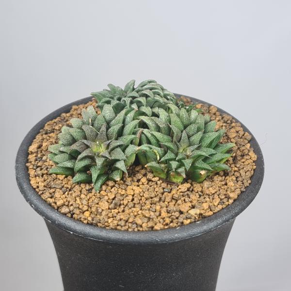 画像は一例です。植物ですので個体差があります。見計らいでのお届けとなります。苗の指定は出来ませんのでご了承下さい。植物名は弊園へ導入時のものです。状態は変化することがあります。生育に問題のない状態の変化（身割れ、葉の変色・落葉、花の老け・落...