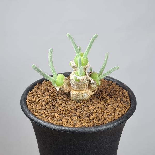 画像は一例です。植物ですので個体差があります。見計らいでのお届けとなります。苗の指定は出来ませんのでご了承下さい。植物名は弊園へ導入時のものです。状態は変化することがあります。生育に問題のない状態の変化（身割れ、葉の変色・落葉、花の老け・落...