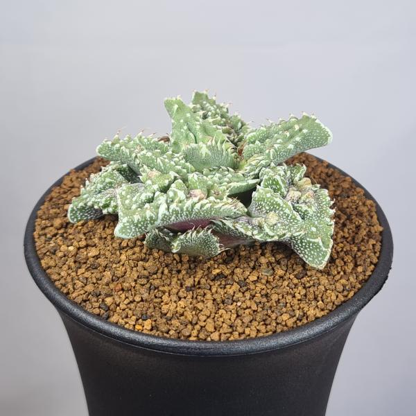 画像は一例です。植物ですので個体差があります。見計らいでのお届けとなります。苗の指定は出来ませんのでご了承下さい。植物名は弊園へ導入時のものです。状態は変化することがあります。生育に問題のない状態の変化（身割れ、葉の変色・落葉、花の老け・落...