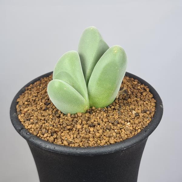 画像は一例です。植物ですので個体差があります。見計らいでのお届けとなります。苗の指定は出来ませんのでご了承下さい。植物名は弊園へ導入時のものです。状態は変化することがあります。生育に問題のない状態の変化（身割れ、葉の変色・落葉、花の老け・落...