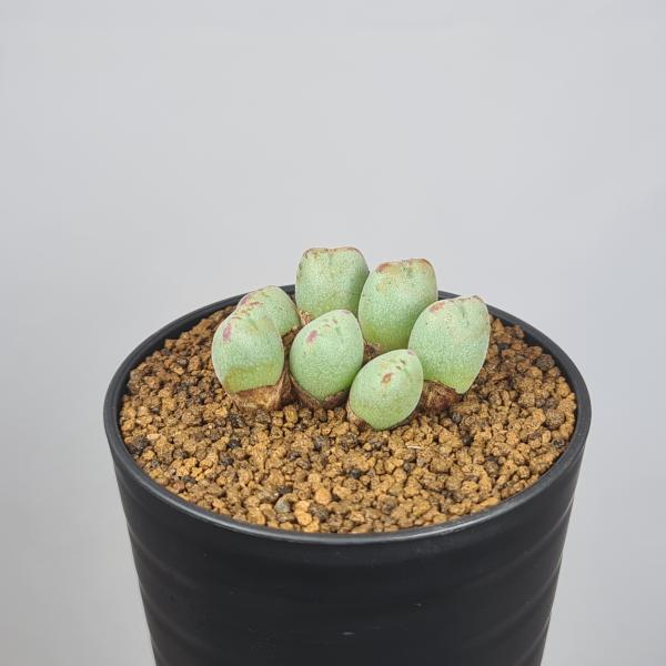 画像は一例です。植物ですので個体差があります。見計らいでのお届けとなります。苗の指定は出来ませんのでご了承下さい。植物名は弊園へ導入時のものです。状態は変化することがあります。生育に問題のない状態の変化（身割れ、葉の変色・落葉、花の老け・落...