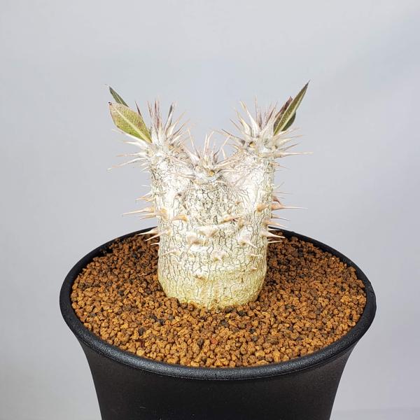 画像は一例です。植物ですので個体差があります。見計らいでのお届けとなります。苗の指定は出来ませんのでご了承下さい。植物名は弊園へ導入時のものです。状態は変化することがあります。生育に問題のない状態の変化（身割れ、葉の変色・落葉、花の老け・落...