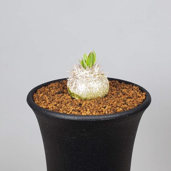 画像は一例です。植物ですので個体差があります。見計らいでのお届けとなります。苗の指定は出来ませんのでご了承下さい。植物名は弊園へ導入時のものです。状態は変化することがあります。生育に問題のない状態の変化（身割れ、葉の変色・落葉、花の老け・落...