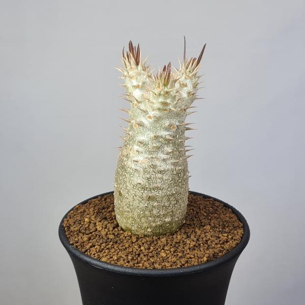 画像は一例です。植物ですので個体差があります。見計らいでのお届けとなります。苗の指定は出来ませんのでご了承下さい。植物名は弊園へ導入時のものです。状態は変化することがあります。生育に問題のない状態の変化（身割れ、葉の変色・落葉、花の老け・落...