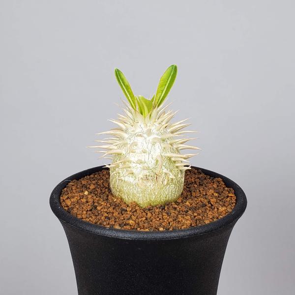 画像は一例です。植物ですので個体差があります。見計らいでのお届けとなります。苗の指定は出来ませんのでご了承下さい。植物名は弊園へ導入時のものです。状態は変化することがあります。生育に問題のない状態の変化（身割れ、葉の変色・落葉、花の老け・落...