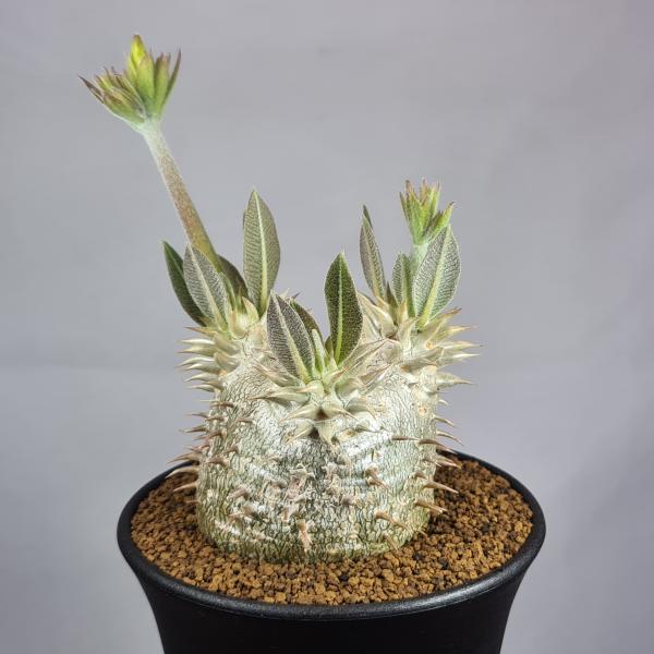 画像は一例です。植物ですので個体差があります。見計らいでのお届けとなります。苗の指定は出来ませんのでご了承下さい。植物名は弊園へ導入時のものです。状態は変化することがあります。生育に問題のない状態の変化（身割れ、葉の変色・落葉、花の老け・落...