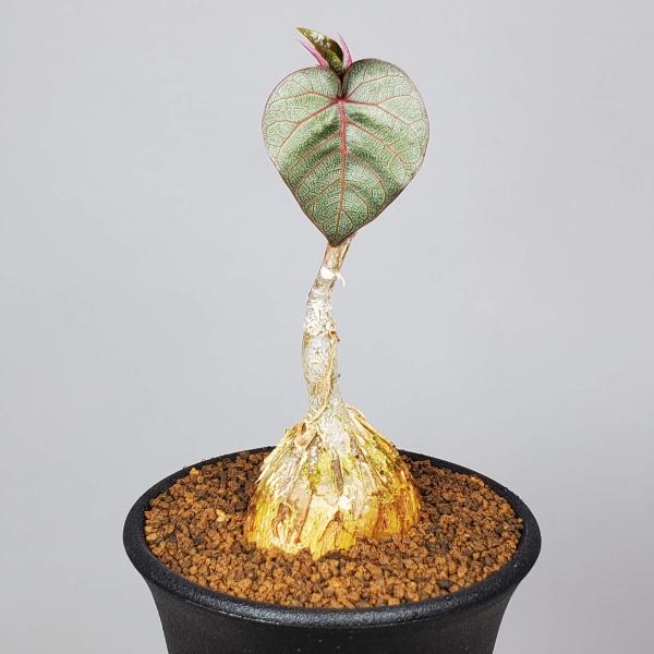 画像は一例です。植物ですので個体差があります。見計らいでのお届けとなります。苗の指定は出来ませんのでご了承下さい。植物名は弊園へ導入時のものです。状態は変化することがあります。生育に問題のない状態の変化（身割れ、葉の変色・落葉、花の老け・落...
