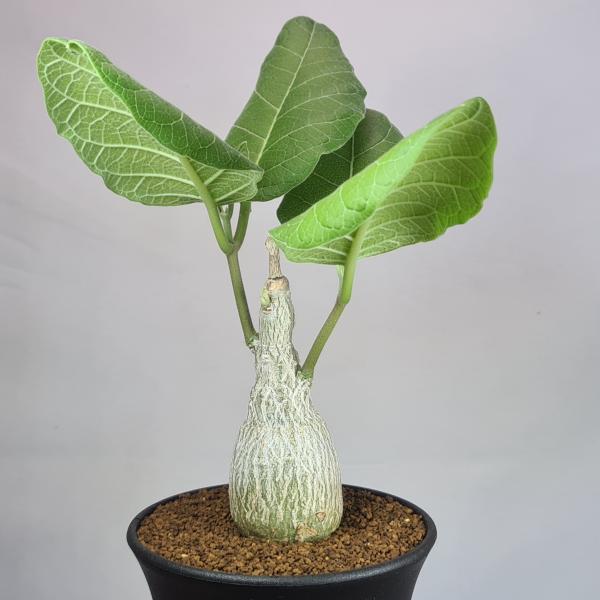 画像は一例です。植物ですので個体差があります。見計らいでのお届けとなります。苗の指定は出来ませんのでご了承下さい。植物名は弊園へ導入時のものです。状態は変化することがあります。生育に問題のない状態の変化（身割れ、葉の変色・落葉、花の老け・落...