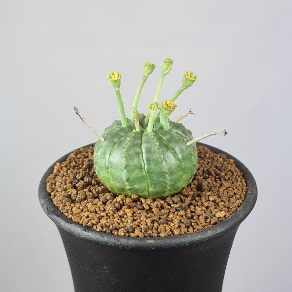 画像は一例です。植物ですので個体差があります。見計らいでのお届けとなります。苗の指定は出来ませんのでご了承下さい。植物名は弊園へ導入時のものです。状態は変化することがあります。生育に問題のない状態の変化（身割れ、葉の変色・落葉、花の老け・落...