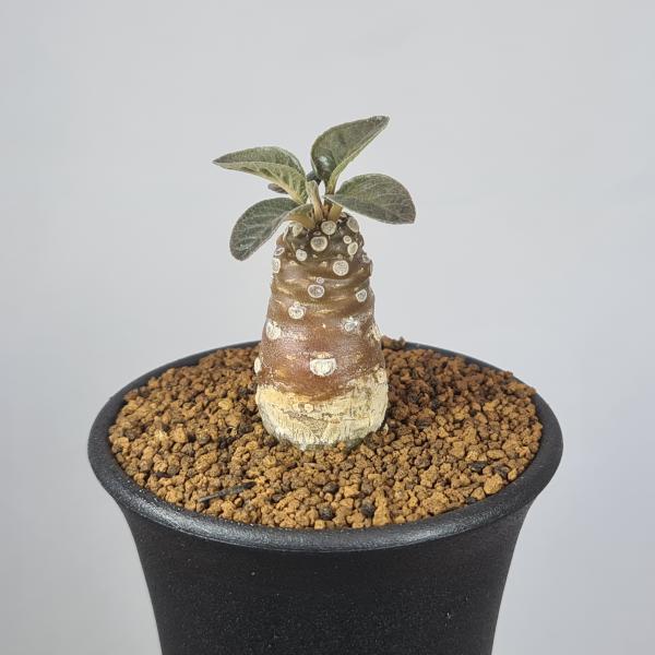 画像は一例です。植物ですので個体差があります。見計らいでのお届けとなります。苗の指定は出来ませんのでご了承下さい。植物名は弊園へ導入時のものです。状態は変化することがあります。生育に問題のない状態の変化（身割れ、葉の変色・落葉、花の老け・落...