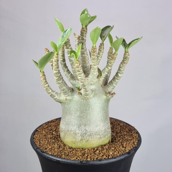 画像は一例です。植物ですので個体差があります。見計らいでのお届けとなります。苗の指定は出来ませんのでご了承下さい。植物名は弊園へ導入時のものです。状態は変化することがあります。生育に問題のない状態の変化（身割れ、葉の変色・落葉、花の老け・落...