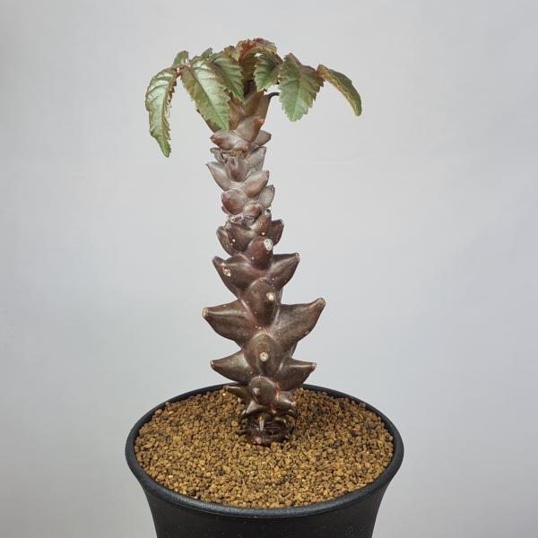 画像は一例です。植物ですので個体差があります。見計らいでのお届けとなります。苗の指定は出来ませんのでご了承下さい。植物名は弊園へ導入時のものです。状態は変化することがあります。生育に問題のない状態の変化（身割れ、葉の変色・落葉、花の老け・落...