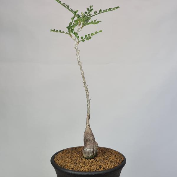 画像は一例です。植物ですので個体差があります。見計らいでのお届けとなります。苗の指定は出来ませんのでご了承下さい。植物名は弊園へ導入時のものです。状態は変化することがあります。生育に問題のない状態の変化（身割れ、葉の変色・落葉、花の老け・落...
