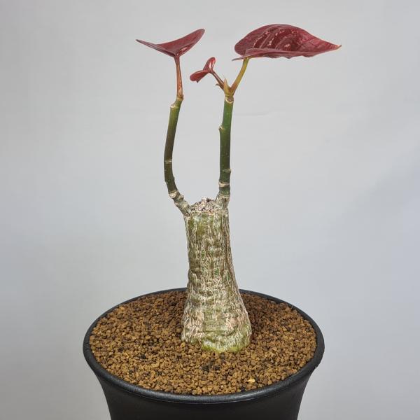 画像は一例です。植物ですので個体差があります。見計らいでのお届けとなります。苗の指定は出来ませんのでご了承下さい。植物名は弊園へ導入時のものです。状態は変化することがあります。生育に問題のない状態の変化（身割れ、葉の変色・落葉、花の老け・落...