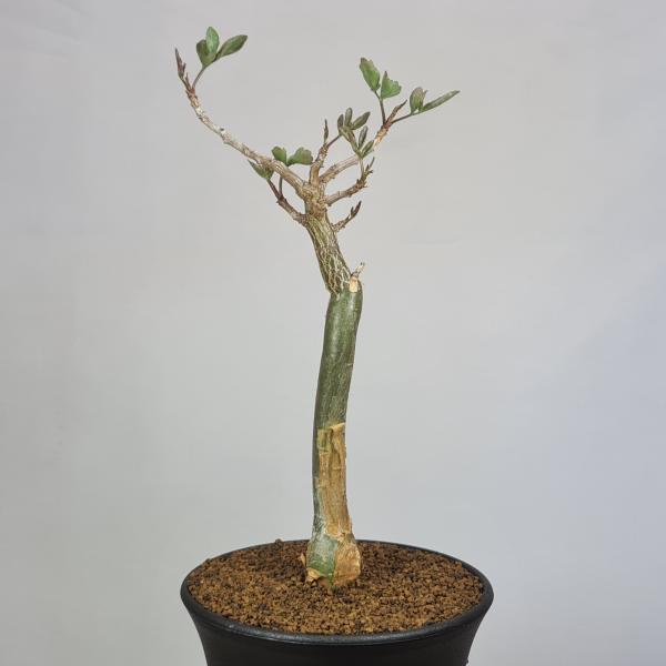 画像は一例です。植物ですので個体差があります。見計らいでのお届けとなります。苗の指定は出来ませんのでご了承下さい。植物名は弊園へ導入時のものです。状態は変化することがあります。生育に問題のない状態の変化（身割れ、葉の変色・落葉、花の老け・落...