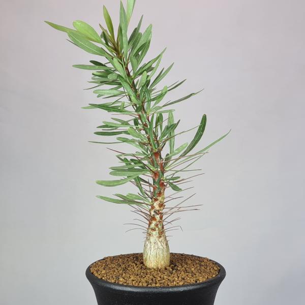 画像は一例です。植物ですので個体差があります。見計らいでのお届けとなります。苗の指定は出来ませんのでご了承下さい。植物名は弊園へ導入時のものです。状態は変化することがあります。生育に問題のない状態の変化（身割れ、葉の変色・落葉、花の老け・落...