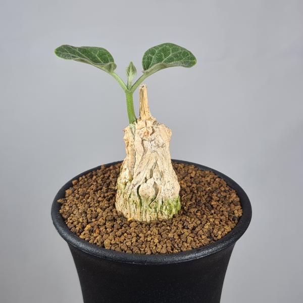 画像は一例です。植物ですので個体差があります。見計らいでのお届けとなります。苗の指定は出来ませんのでご了承下さい。植物名は弊園へ導入時のものです。状態は変化することがあります。生育に問題のない状態の変化（身割れ、葉の変色・落葉、花の老け・落...