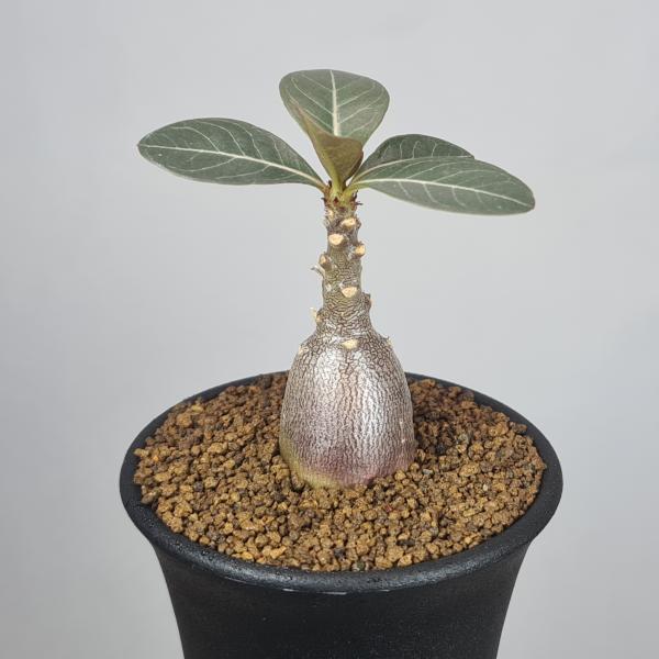 画像は一例です。植物ですので個体差があります。見計らいでのお届けとなります。苗の指定は出来ませんのでご了承下さい。植物名は弊園へ導入時のものです。状態は変化することがあります。生育に問題のない状態の変化（身割れ、葉の変色・落葉、花の老け・落...