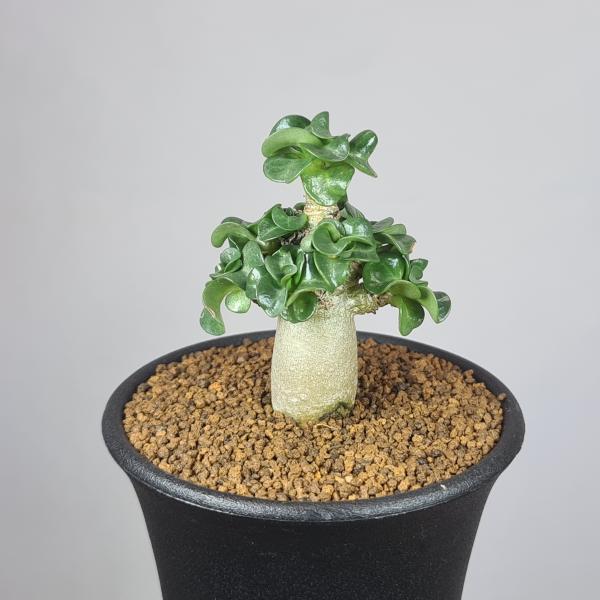画像は一例です。植物ですので個体差があります。見計らいでのお届けとなります。苗の指定は出来ませんのでご了承下さい。植物名は弊園へ導入時のものです。状態は変化することがあります。生育に問題のない状態の変化（身割れ、葉の変色・落葉、花の老け・落...