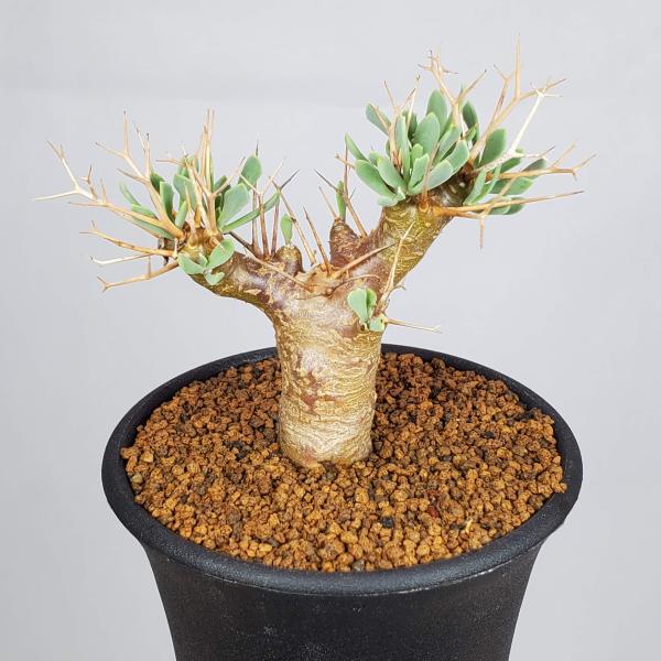 画像は一例です。植物ですので個体差があります。見計らいでのお届けとなります。苗の指定は出来ませんのでご了承下さい。植物名は弊園へ導入時のものです。状態は変化することがあります。生育に問題のない状態の変化（身割れ、葉の変色・落葉、花の老け・落...