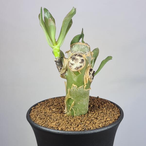画像は一例です。植物ですので個体差があります。見計らいでのお届けとなります。苗の指定は出来ませんのでご了承下さい。植物名は弊園へ導入時のものです。状態は変化することがあります。生育に問題のない状態の変化（身割れ、葉の変色・落葉、花の老け・落...