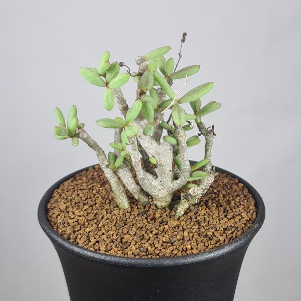 画像は一例です。植物ですので個体差があります。見計らいでのお届けとなります。苗の指定は出来ませんのでご了承下さい。植物名は弊園へ導入時のものです。状態は変化することがあります。生育に問題のない状態の変化（身割れ、葉の変色・落葉、花の老け・落...