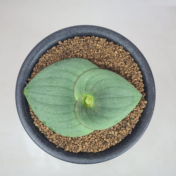 画像は一例です。植物ですので個体差があります。見計らいでのお届けとなります。苗の指定は出来ませんのでご了承下さい。植物名は弊園へ導入時のものです。状態は変化することがあります。生育に問題のない状態の変化（身割れ、葉の変色・落葉、花の老け・落...