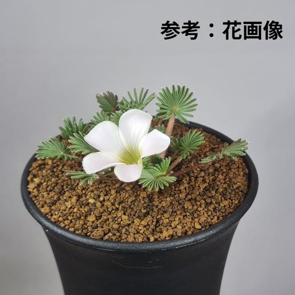 画像は一例です。植物ですので個体差があります。見計らいでのお届けとなります。苗の指定は出来ませんのでご了承下さい。植物名は弊園へ導入時のものです。状態は変化することがあります。生育に問題のない状態の変化（身割れ、葉の変色・落葉、花の老け・落...