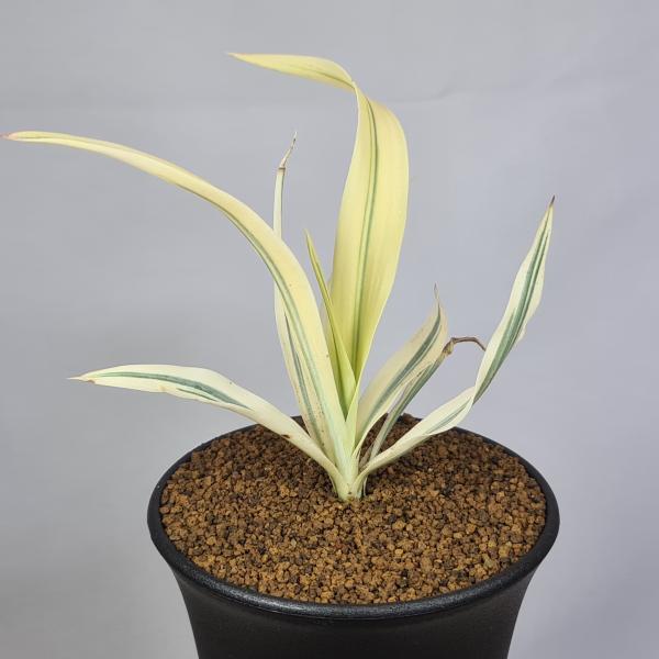 画像は一例です。植物ですので個体差があります。見計らいでのお届けとなります。苗の指定は出来ませんのでご了承下さい。植物名は弊園へ導入時のものです。状態は変化することがあります。生育に問題のない状態の変化（身割れ、葉の変色・落葉、花の老け・落...