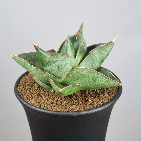 画像は一例です。植物ですので個体差があります。見計らいでのお届けとなります。苗の指定は出来ませんのでご了承下さい。植物名は弊園へ導入時のものです。状態は変化することがあります。生育に問題のない状態の変化（身割れ、葉の変色・落葉、花の老け・落...