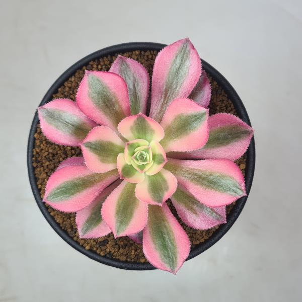画像は一例です。植物ですので個体差があります。見計らいでのお届けとなります。苗の指定は出来ませんのでご了承下さい。植物名は弊園へ導入時のものです。状態は変化することがあります。生育に問題のない状態の変化（身割れ、葉の変色・落葉、花の老け・落...